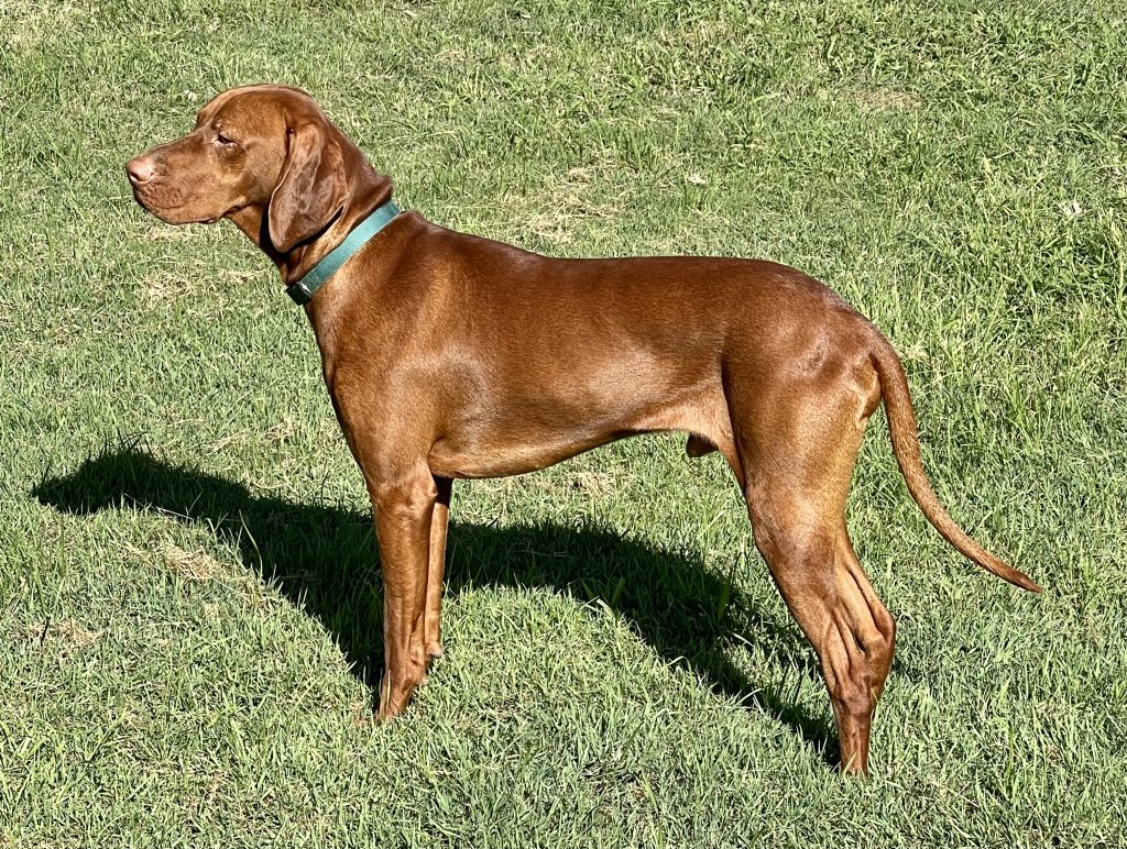 Habanero Seint Jude – Habanero Hungarian Vizslas